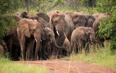 Jungle safari & City - Nepal Mangolian